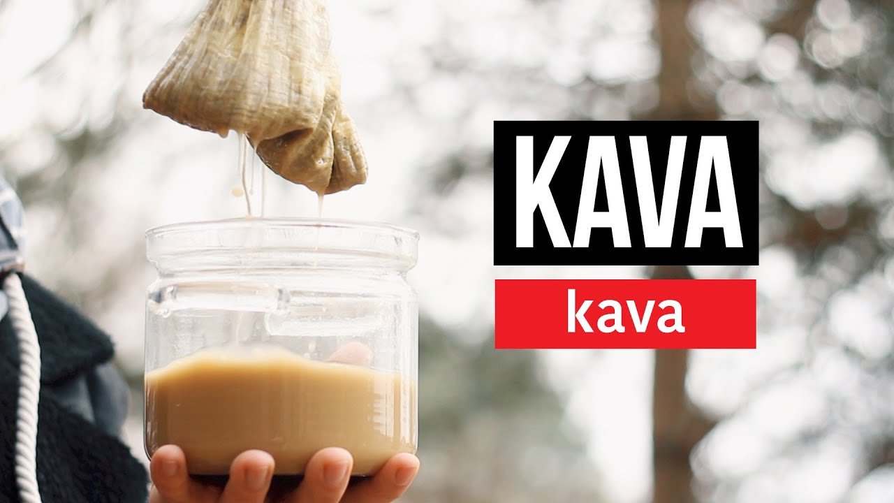 Kava kava – czym jest, jak przygotować i jakie ma zastosowanie - aju.pl Kava kava – czym jest, jak przygotować i jakie ma zastosowanie - aju.pl